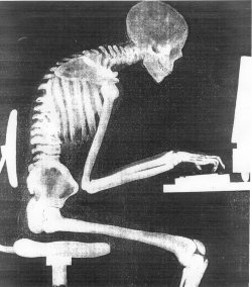 Sitting skeleton | Debbie Harbec Coaching